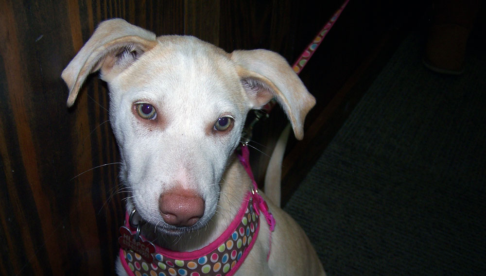 Meet Buttercup, the Dog of the Week - KBEY FM 103.9 - Texas Best Country