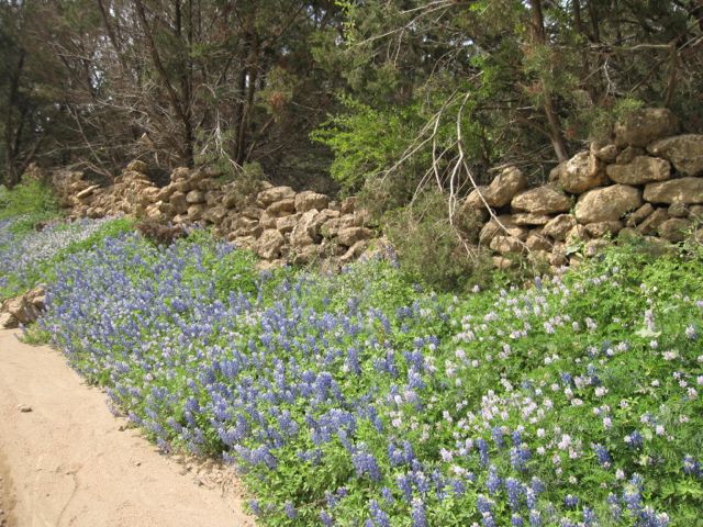 Celebrate wildflowers at Hill Country events