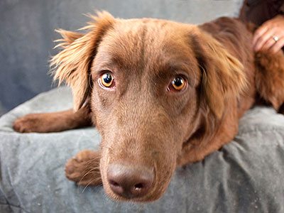 PET OF THE WEEK: Sam is affectionate and beautiful dog