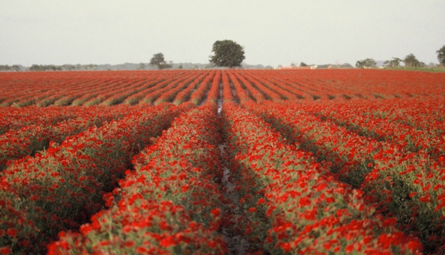 Celebrate spring at the Wildseed Farms Wildflower Celebration in ...