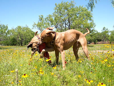 Texas' official breed: Versatile Lacy dog was developed in Burnet County
