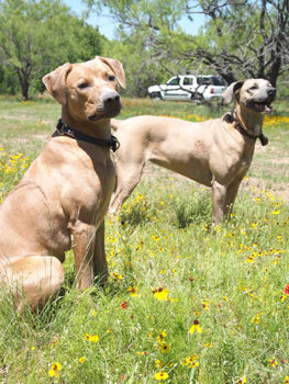Texas' official breed: Versatile Lacy dog was developed in Burnet County