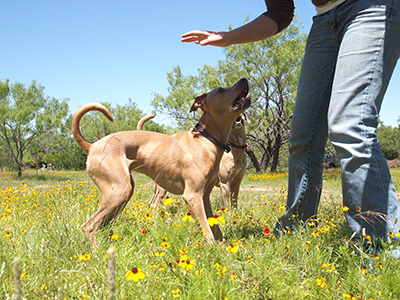 Texas' official breed: Versatile Lacy dog was developed in Burnet County