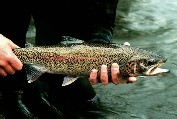 Stocking of rainbow trout in Llano River perfect gift for anglers