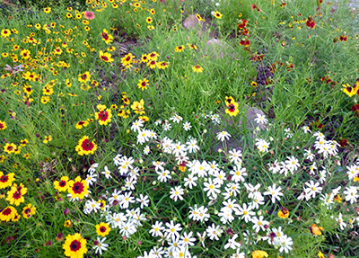 The benefits of growing native Texas plants in your garden
