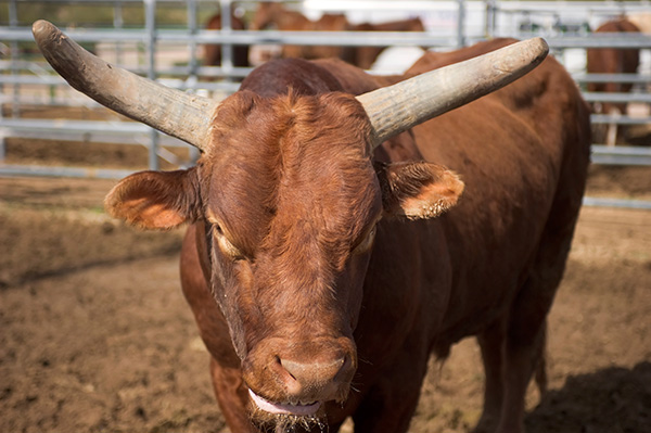 Super Bull Challenge brings in bucks for Marble Falls Area VFD
