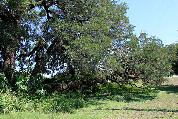Burnet shared its roots with 200-year-old Indian Marker Tree