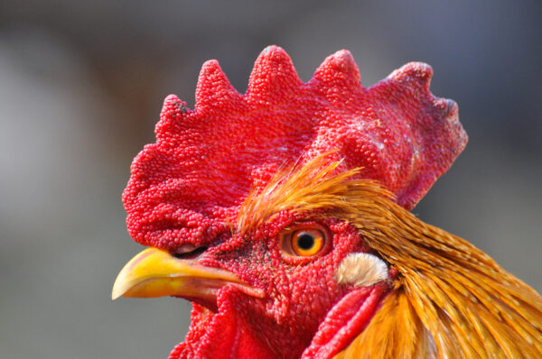 Horseshoe Bay amends livestock ban, clearing way for emotional support ...