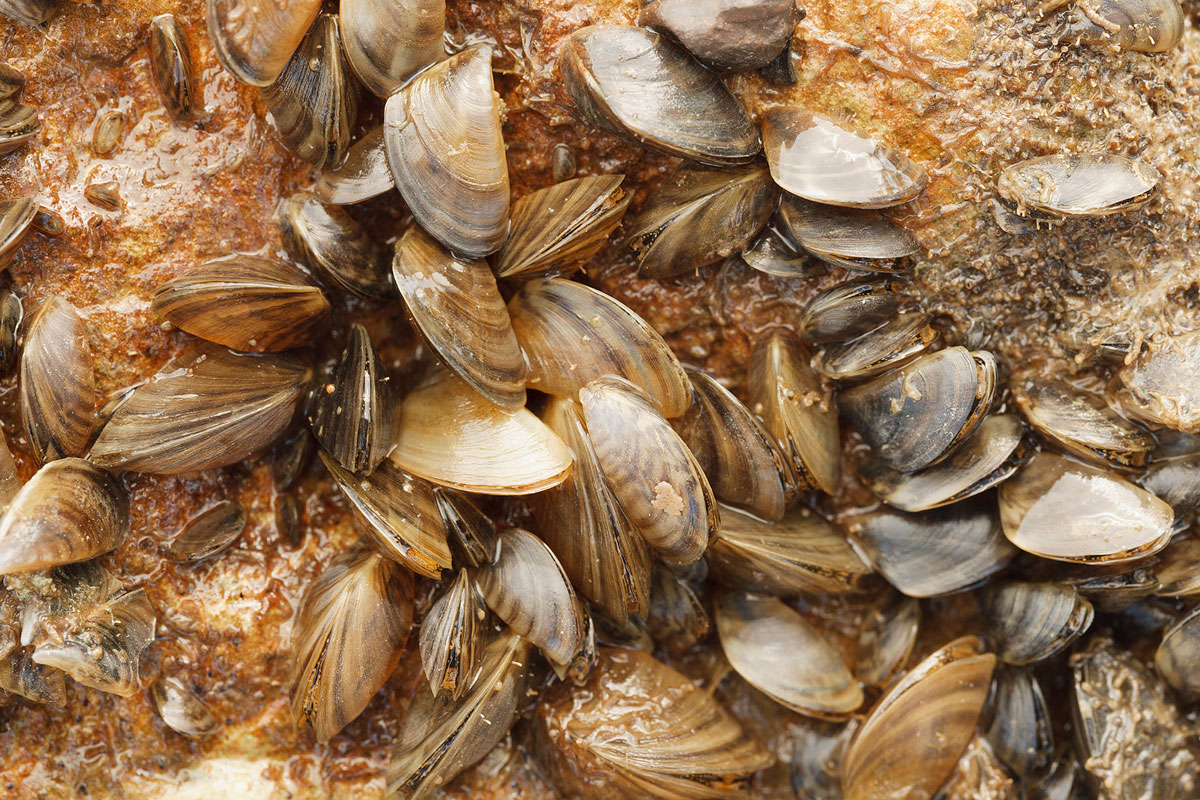 Officials: Stop spread of zebra mussels - DailyTrib.com