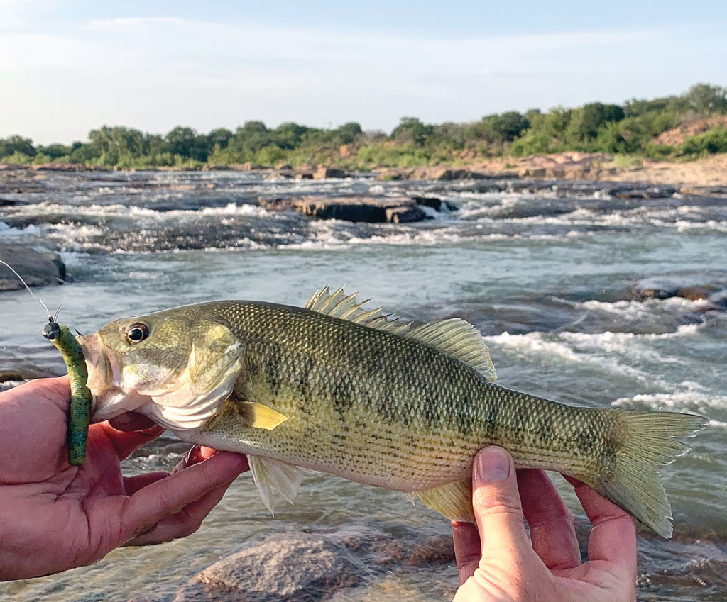 Guadalupe bass, the state fish, returns from brink of extinction in ...