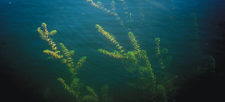 Invasive hydrilla explodes across the Highland Lakes - DailyTrib.com
