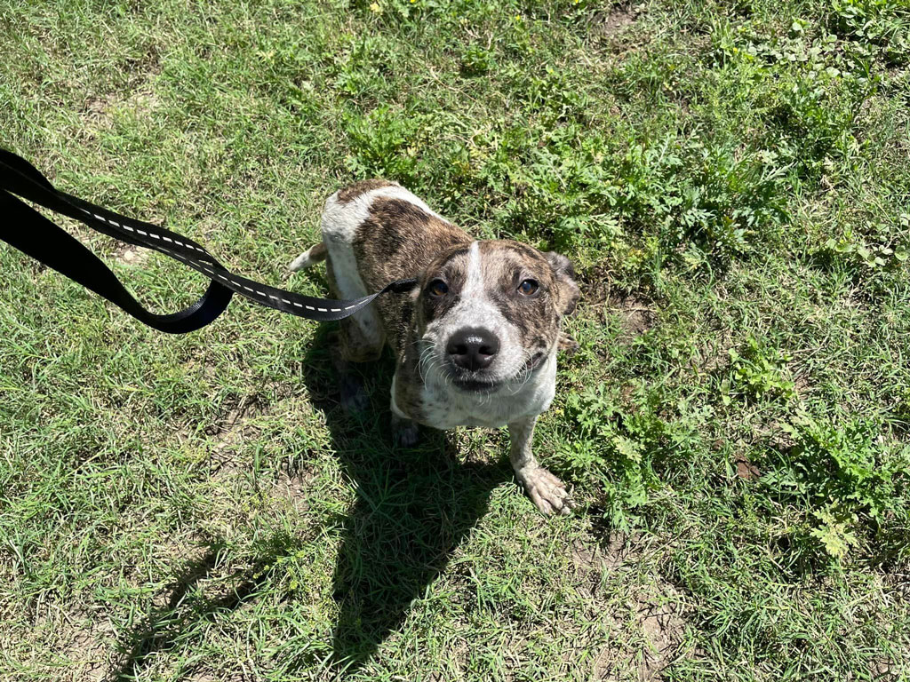 MFPD pushing pups to relieve crowding - DailyTrib.com