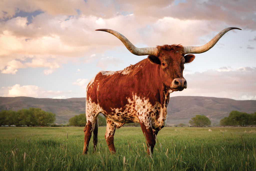Field guide to Hill Country cattle - DailyTrib.com